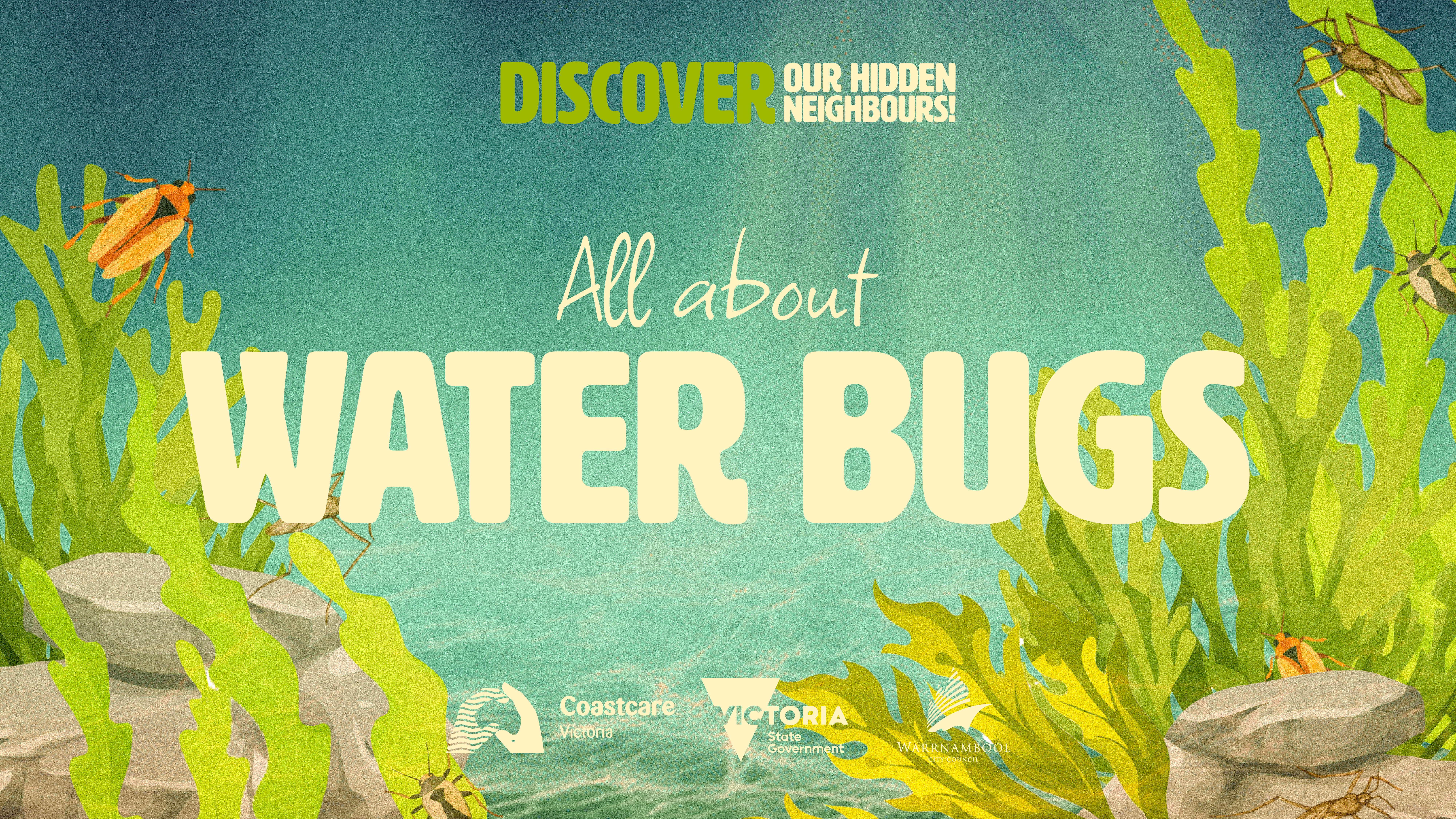 Discover Our Hidden Neighbours: All About Water Bugs | What's On ...